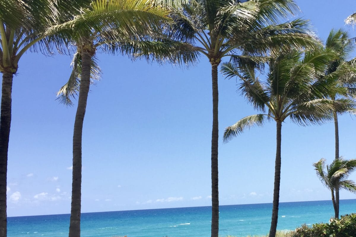 summer palm trees